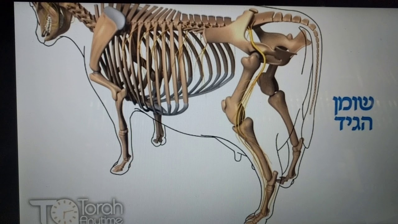 Anatomy of Gid Hanashe - YouTube
