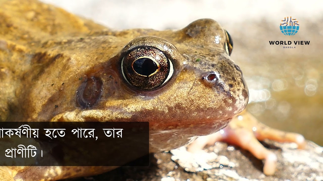 Glass Frog | Incredible Invisible Frog! - YouTube