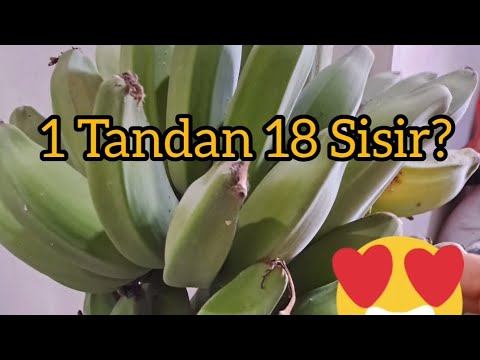 Kepok 1 Tandan 18 Sisir? - YouTube