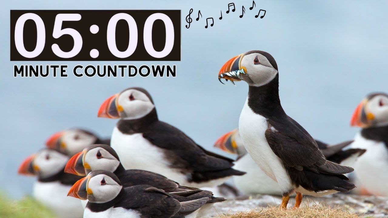 Relaxing Nature Puffin 5 Minute Countdown Timer with Music For Kids ...