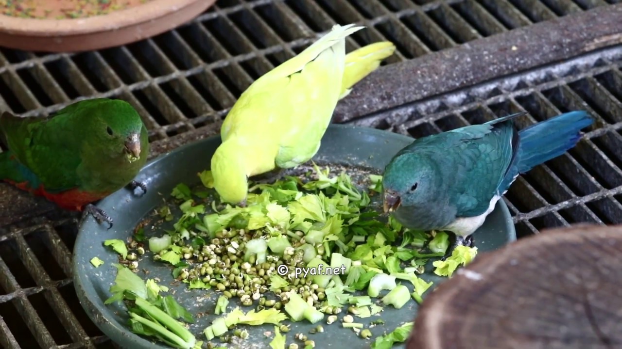 King parrot mutations - pyaf.net - YouTube