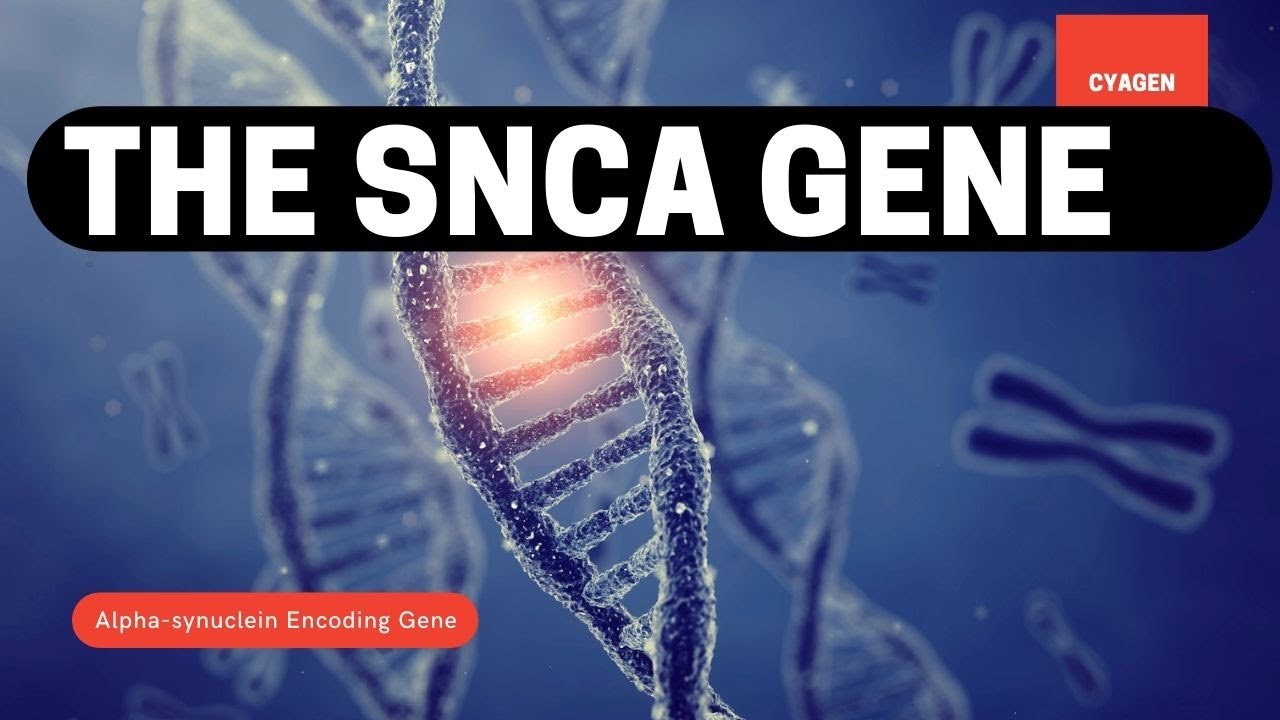 The SNCA Gene - The Alpha-synuclein encoder - YouTube