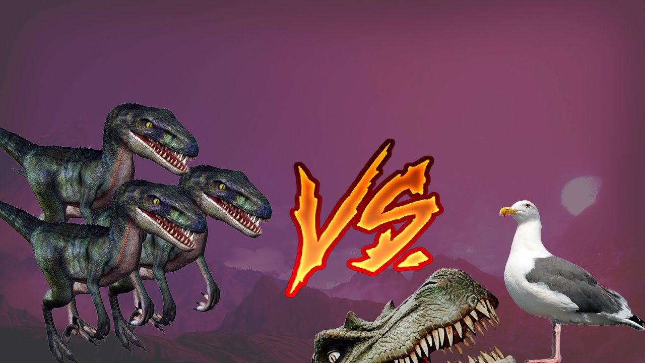 BATTLE RAPTOR VS BIRDS #1 - YouTube