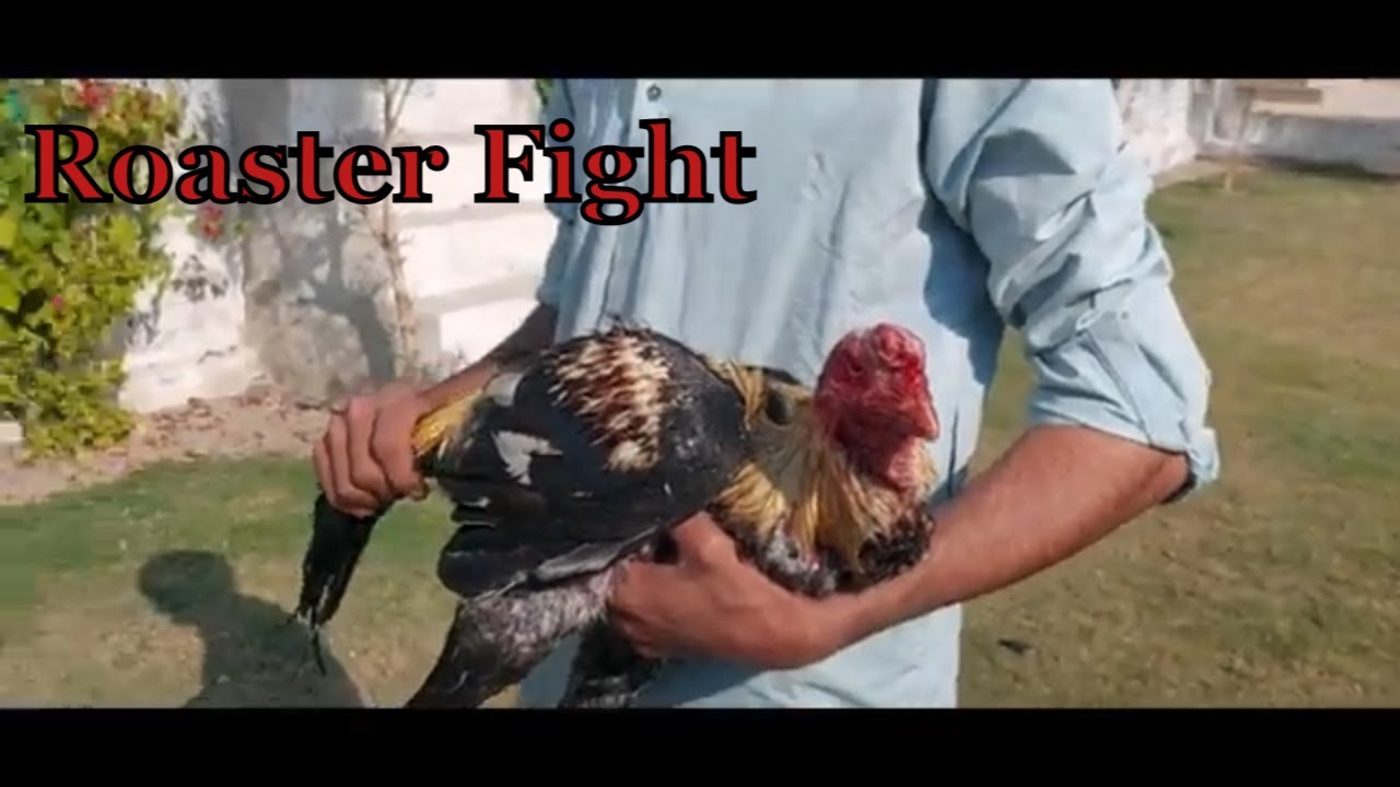 First Vlog of 2023 | Roaster Fight | Arjit Singh Songs - YouTube