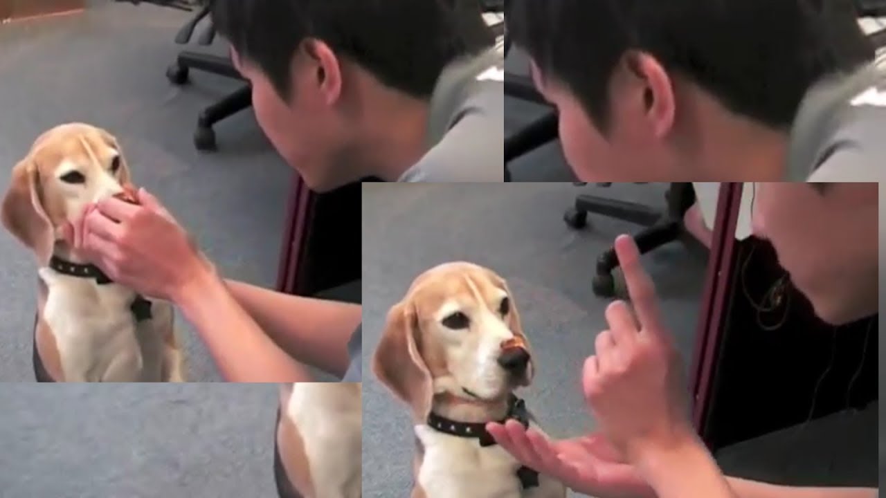 Funny Magic Tricks for dogs. HD video. - YouTube