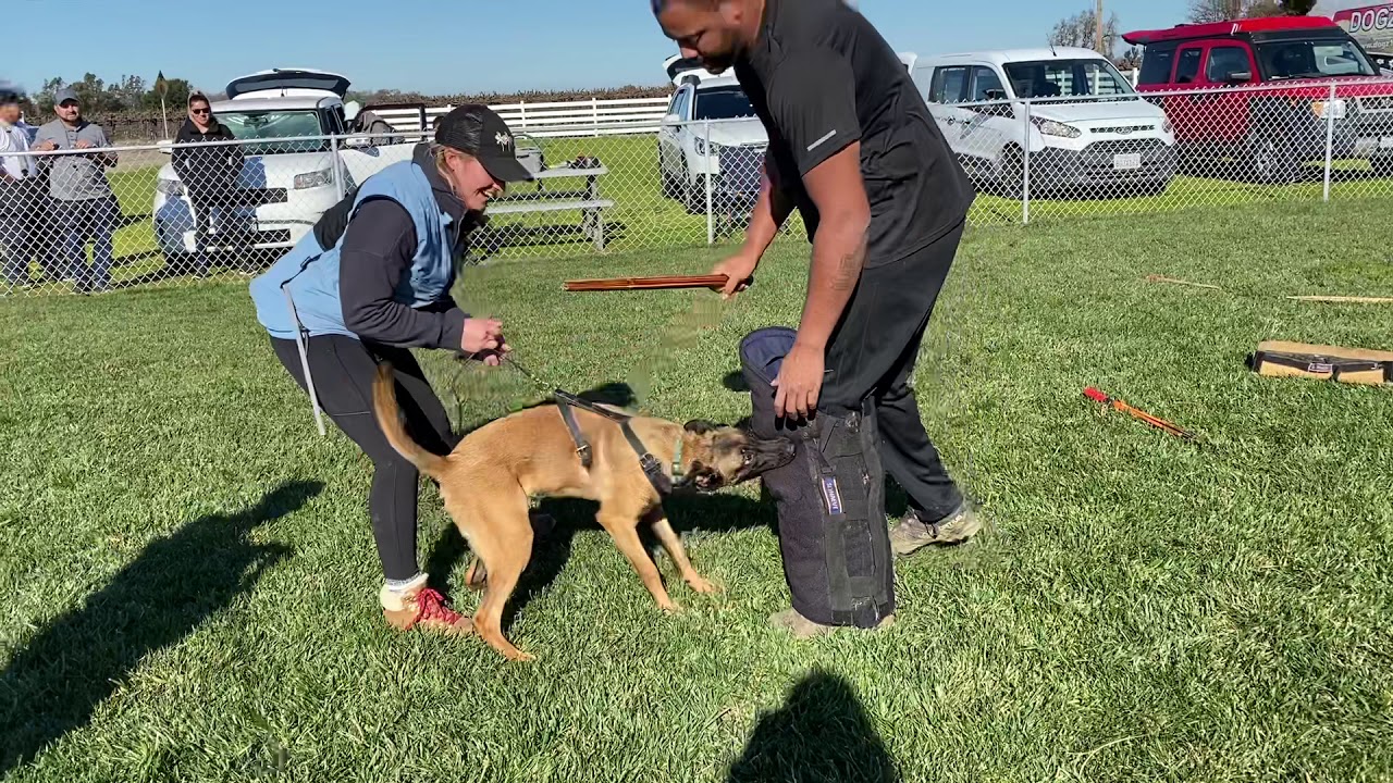 Indi 6 month old Belgian malinois doing bite work - YouTube