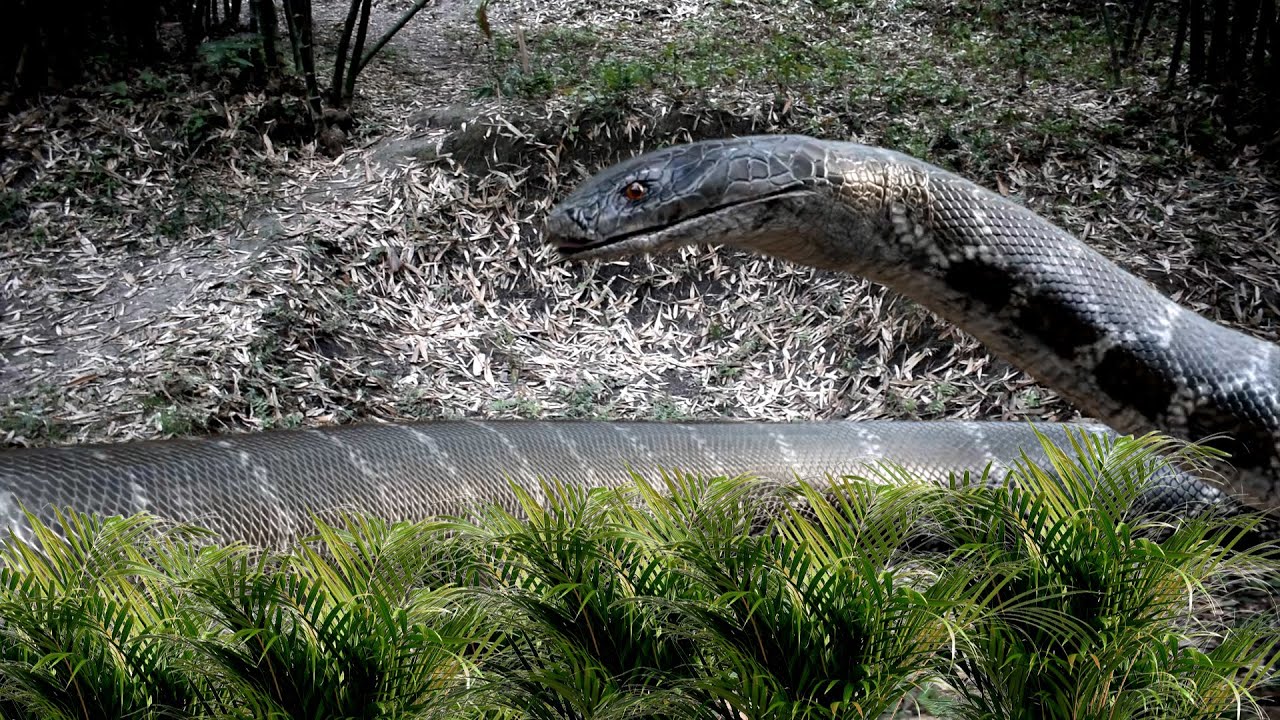 dangerous snake release in forest | Anaconda snake attack scene - YouTube