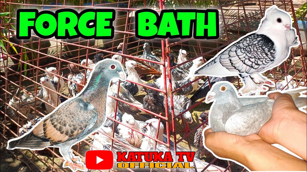 #130 FORCE BATH NG 50 PIRASONG KALAPATI |FANCY PIGEON,RACING PIGEON ...