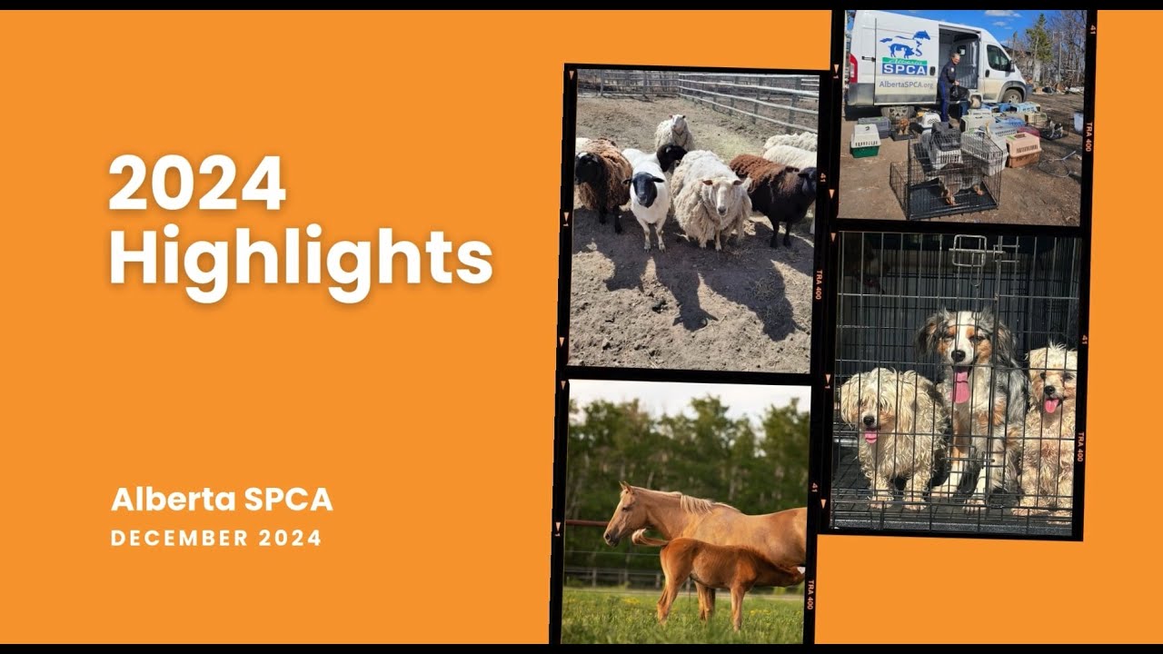 Alberta SPCA 2024 Year-End Highlights - YouTube