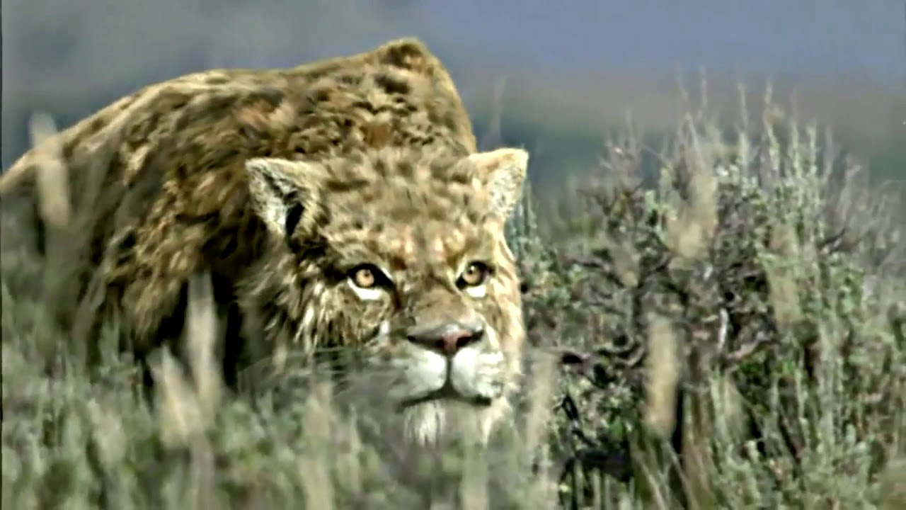 Film Smilodon - YouTube