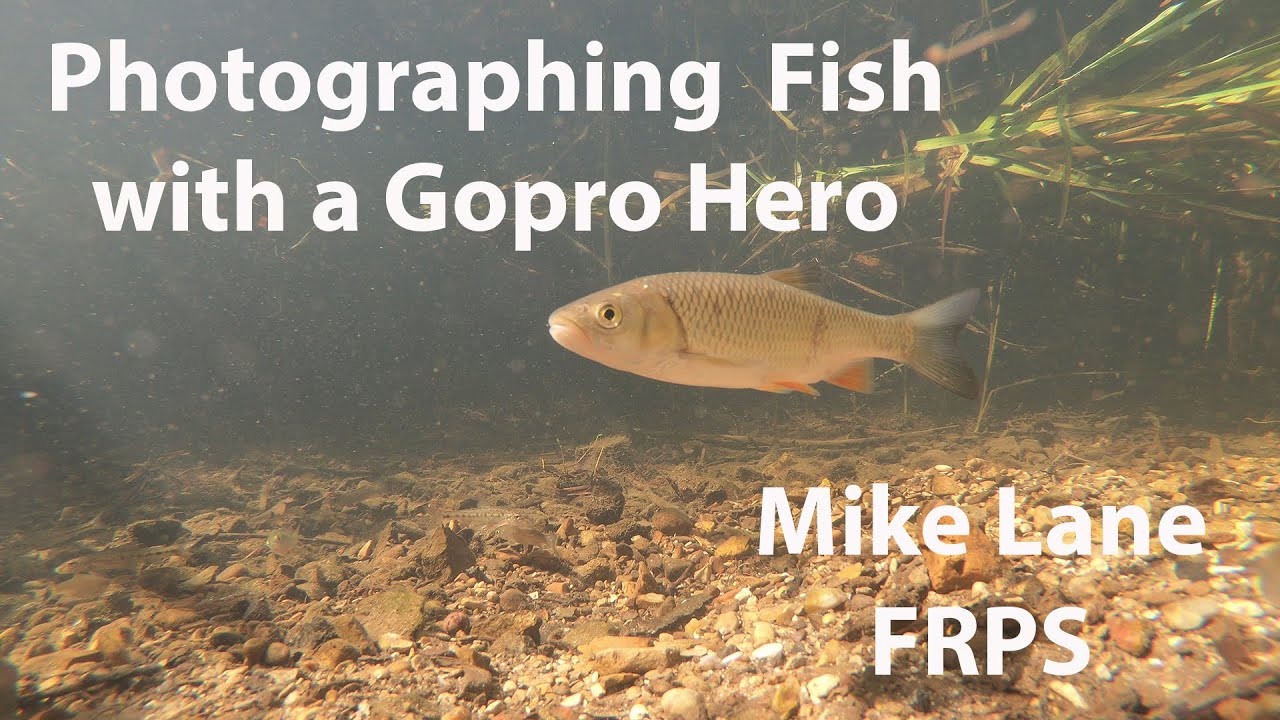 Filming Fish with a Gopro Hero 6 - YouTube