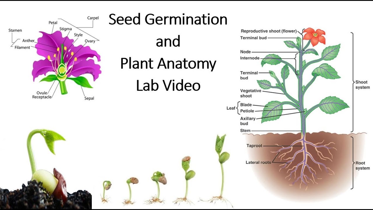 Seed Germination and Plant Anatomy - YouTube