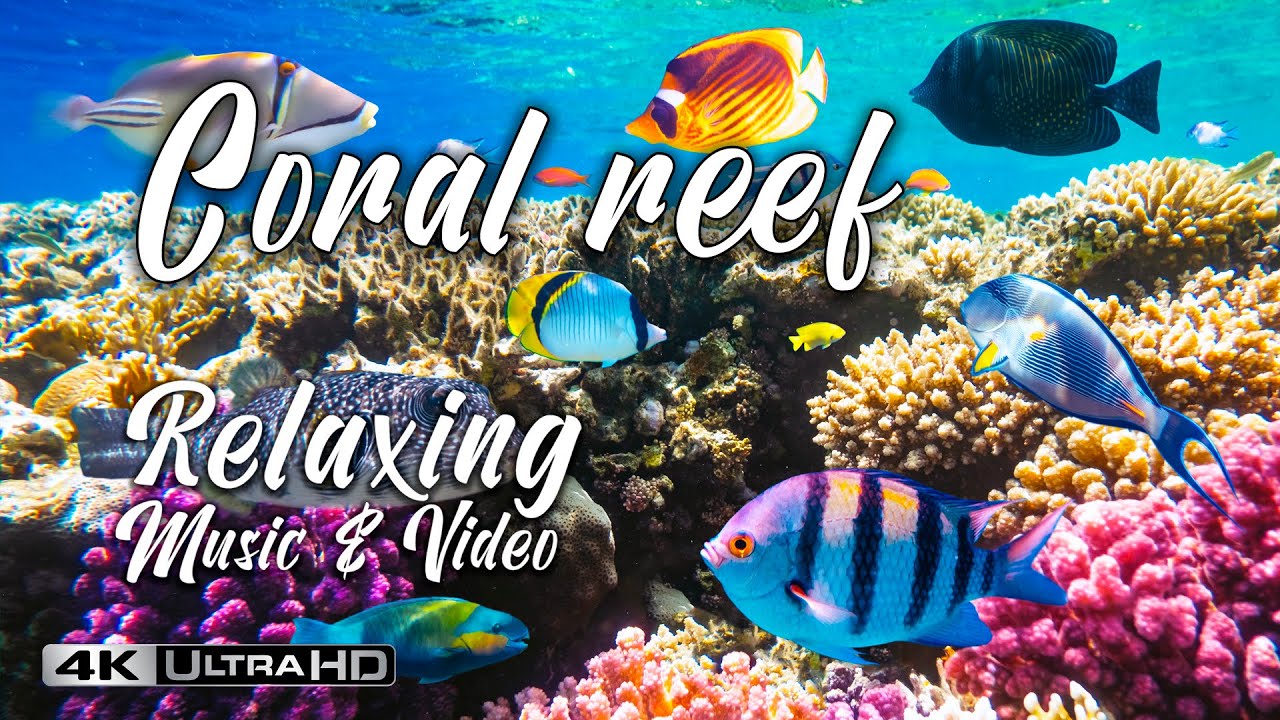 Coral reef underwater. Relaxing music & video. 4K. 🐠 - YouTube