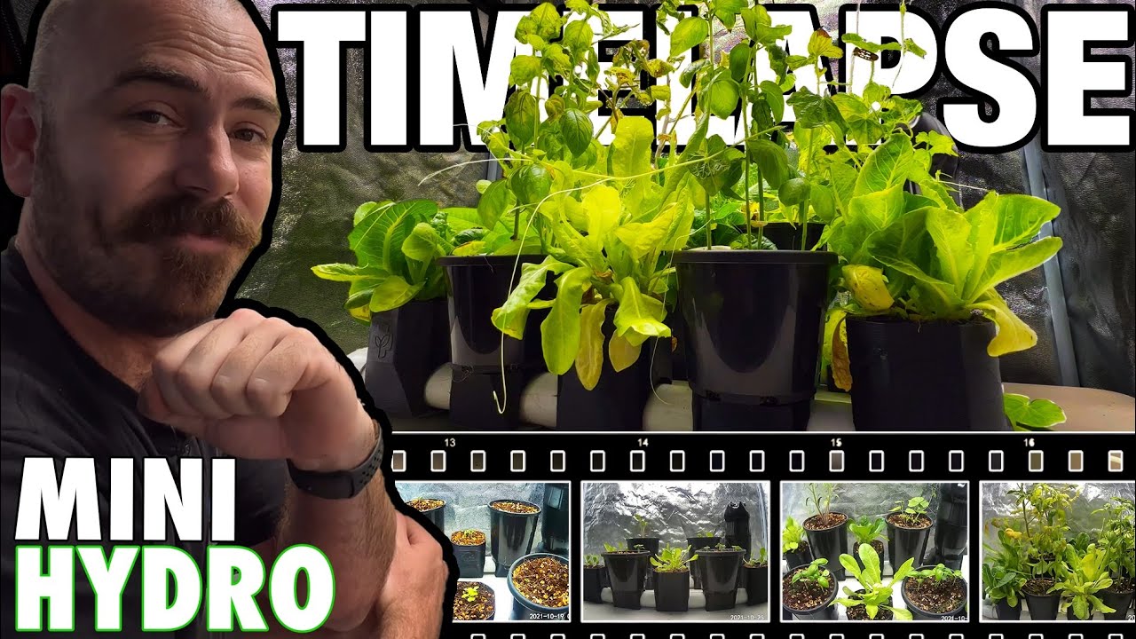 Mini Hydroponic System Time-Lapse Grow - YouTube