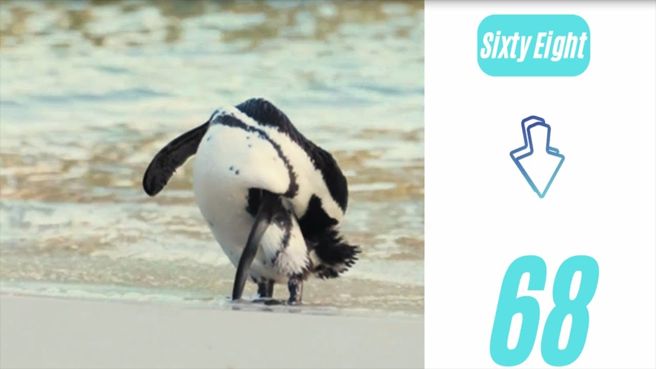 68 - Sixty Eight | English Numbers | Learn Counting | Number Song ...