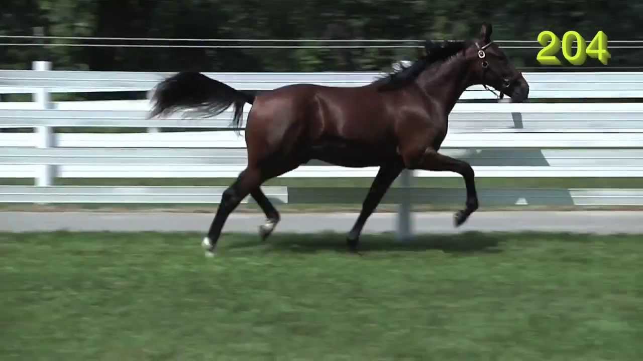 H204-Stonebridge Allure-Lexington Sale - YouTube