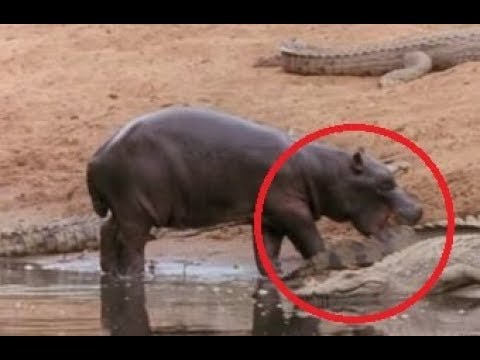 Fascinating Natural Enemies - YouTube