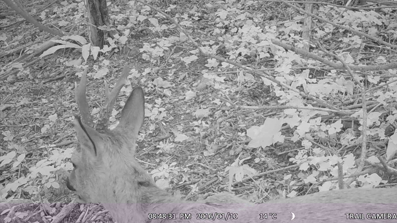 Roe Deer Buck, Late night, Walton common, Walton In Gordano UK 2018 ...