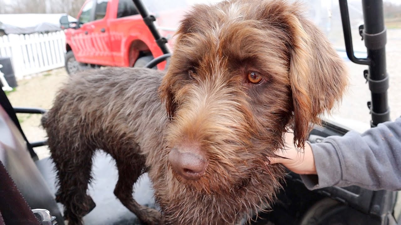 Wirehaired Pointing Griffon Quail Hunting - YouTube