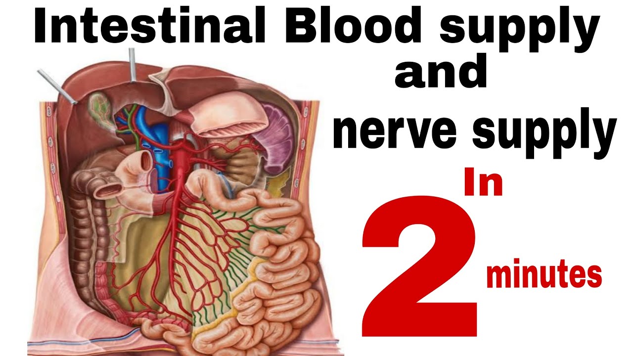 Intestinal Blood supply & Nerve supply | Intestinal vessels #intestine ...