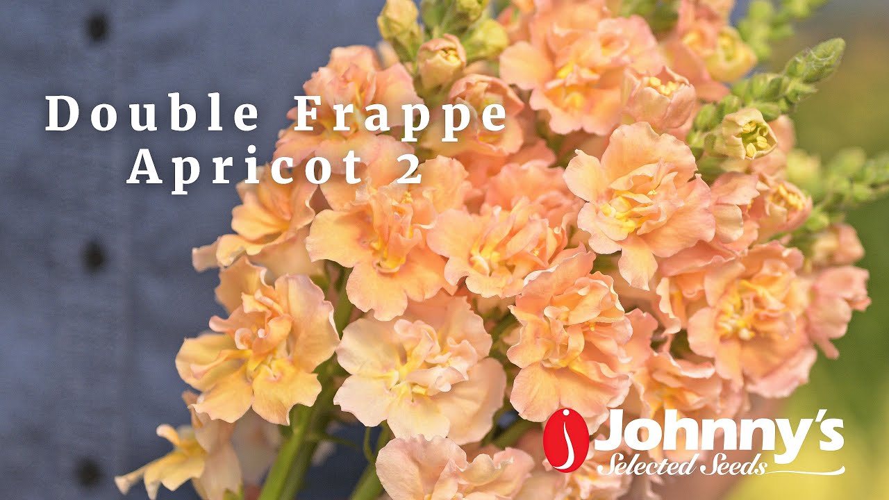 Double Frappe Apricot 2 — Group 2 Snapdragon Variety - YouTube