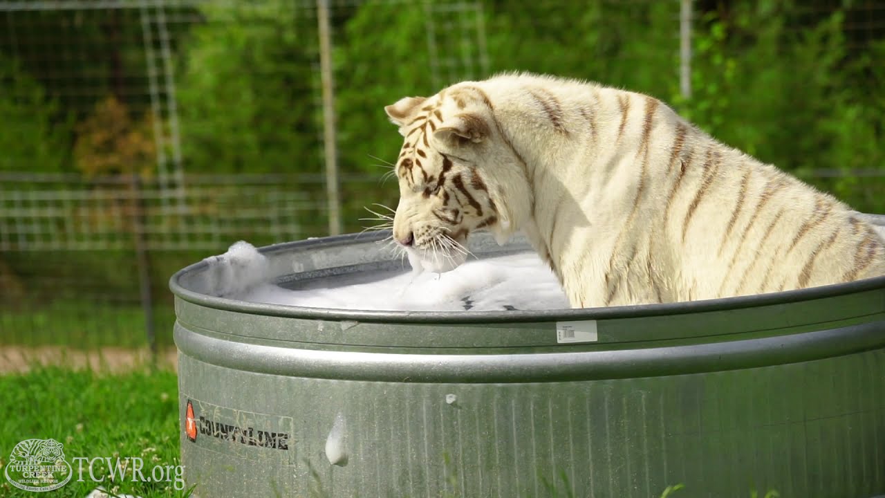 Tigers Splash in Bubble Baths at Turpentine Creek Wildlife Refuge - YouTube