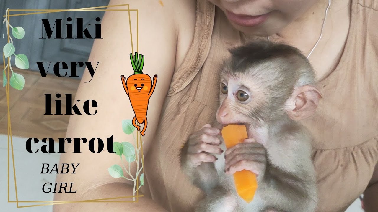 Baby monkey loves carrots as much as rabbits | Monkey Miki - YouTube