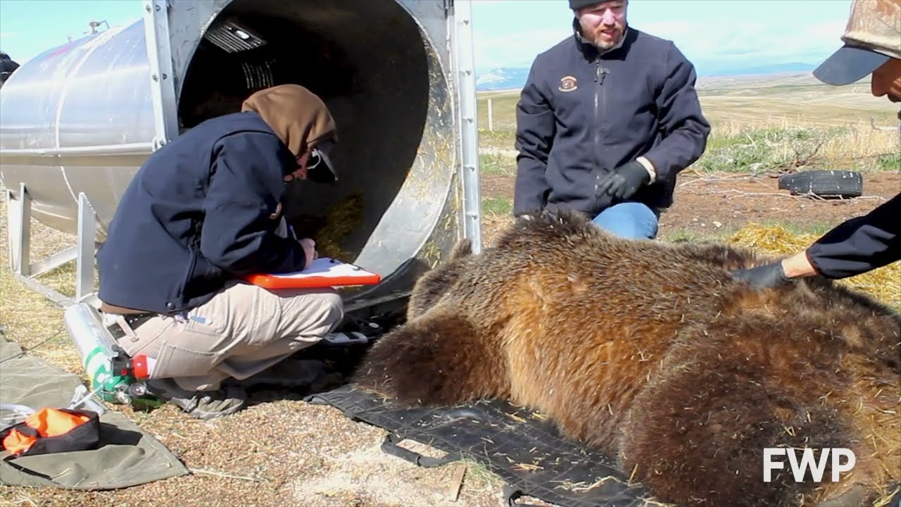Bear Managers - YouTube