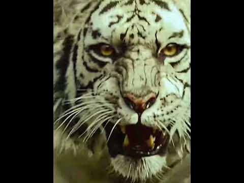 Tiger VS Kangal edit 🔥#shorts #viral #kangal #tiger #trending