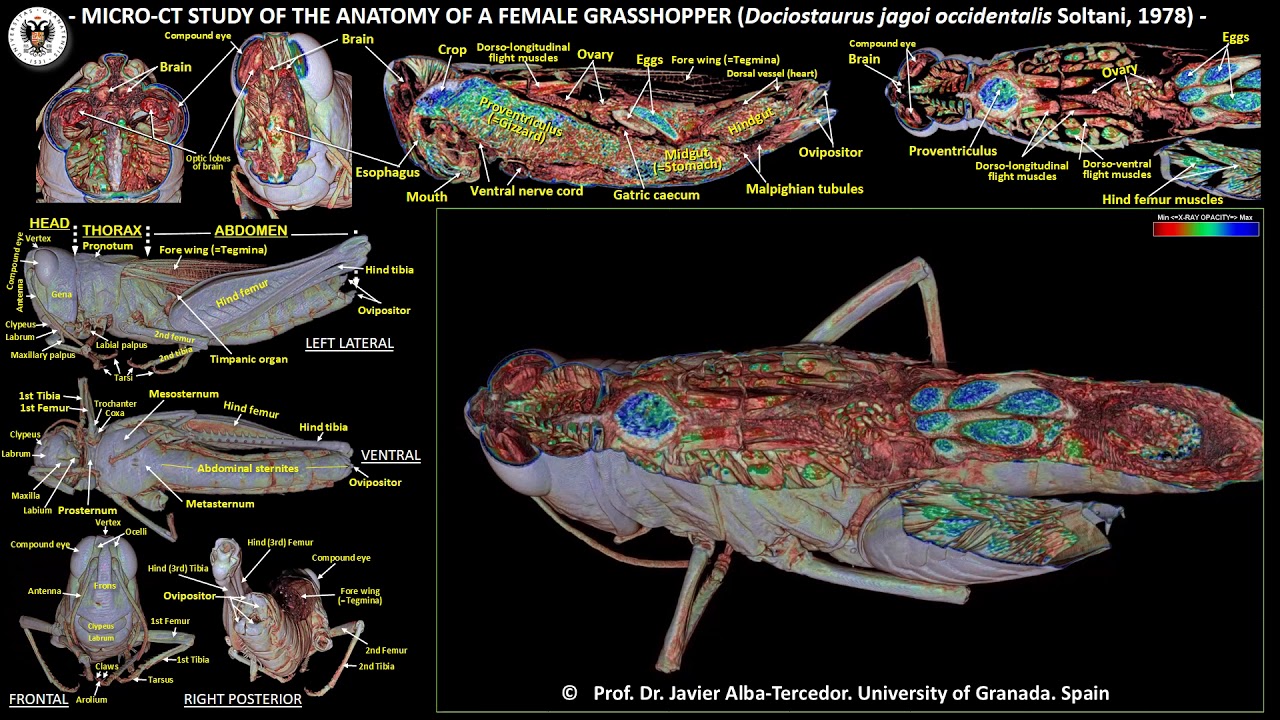 MICRO-CT STUDY OF THE ANATOMY OF A FEMALE GRASSHOPPER - YouTube