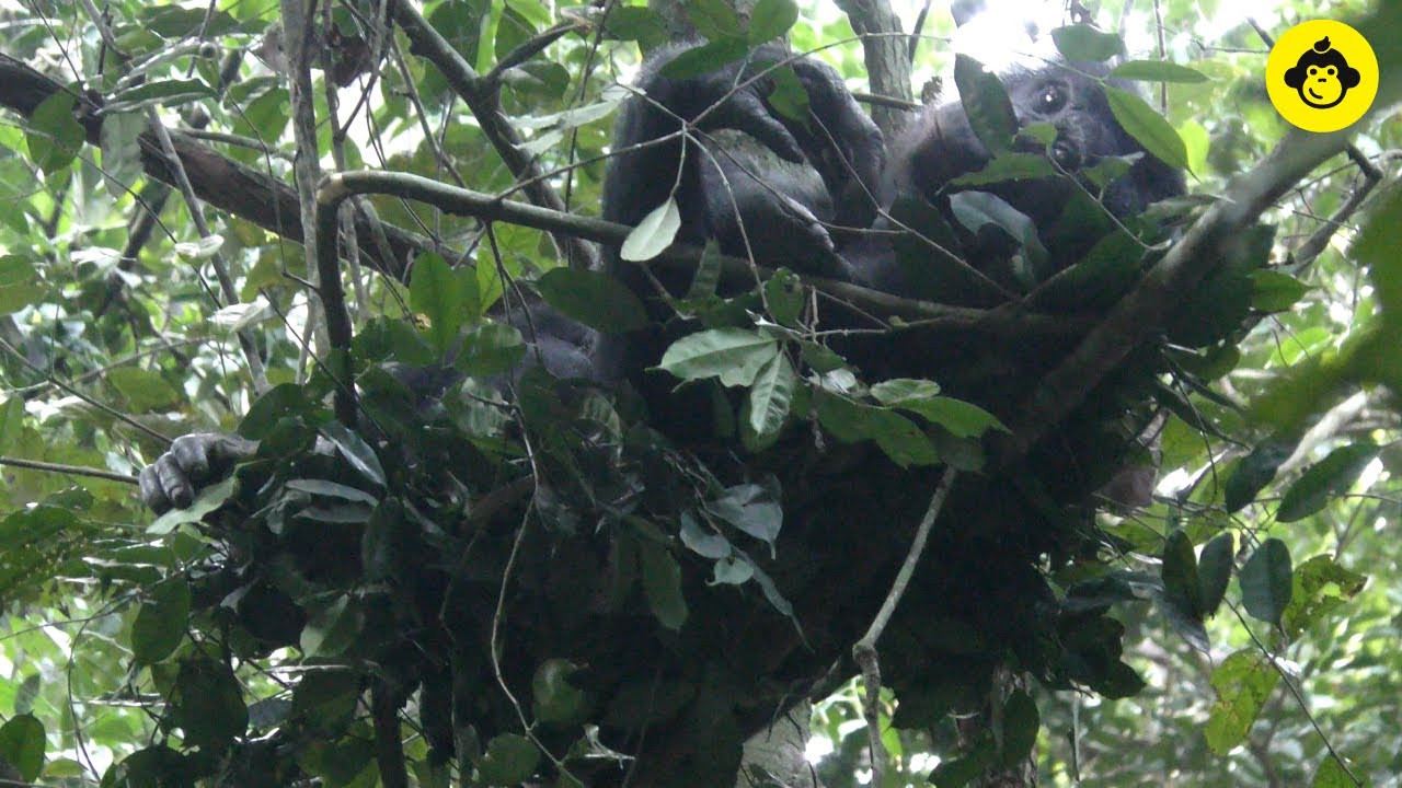 Group gathering among Wild Bonobos!【Observations of Bonobos #4】 - YouTube