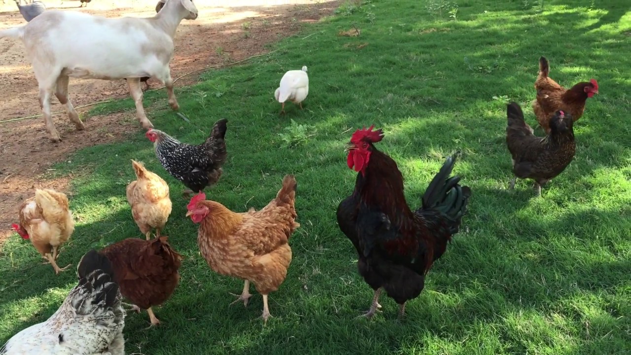 Chickens at countryside - relaxing nature animals video and sounds for ...