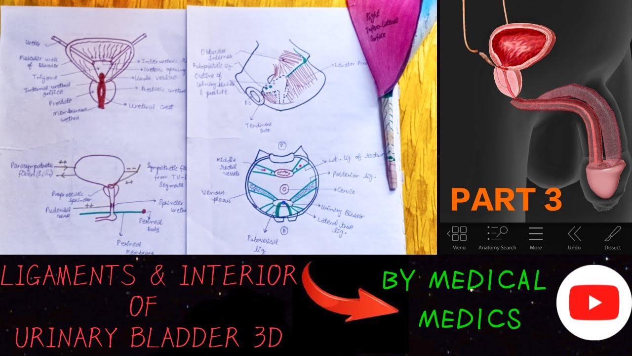 Ligaments of Urinary Bladder 3d | Interior of Urinary Bladder | Part 3 ...