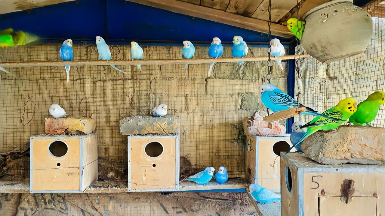 Budgies Birds Chirping IN Natural Environment|Cute Birds - YouTube