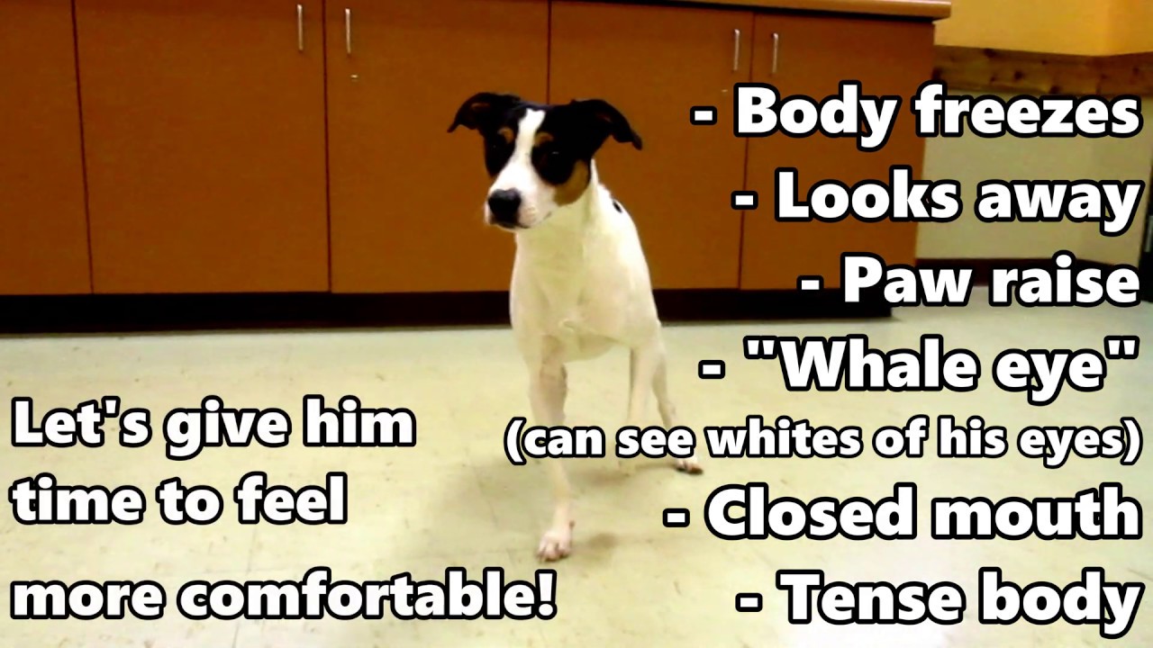 HAWS Dog Body Language - Part 5 - YouTube