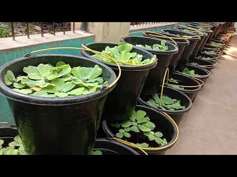 #NINOCUPANG Standarisasi pemakaian ember untuk pembesaran segala jenis ikan cupang apa saja