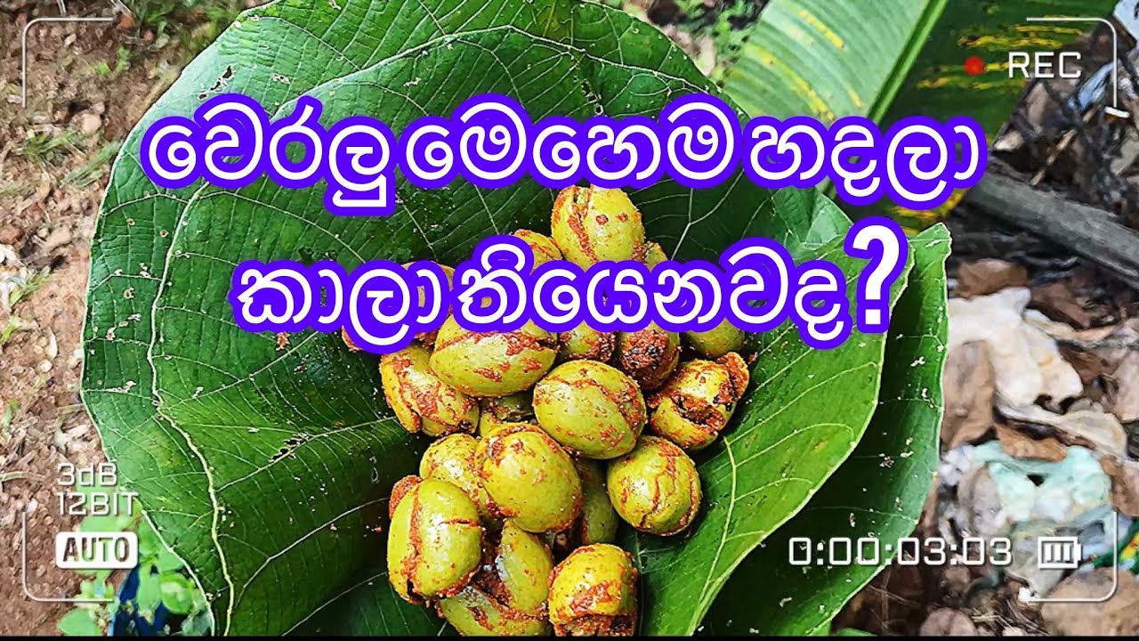 Veralu Achcharu Recipe |වෙරලු අච්චාරැ|ceylone olive |sri lanka veralu ...