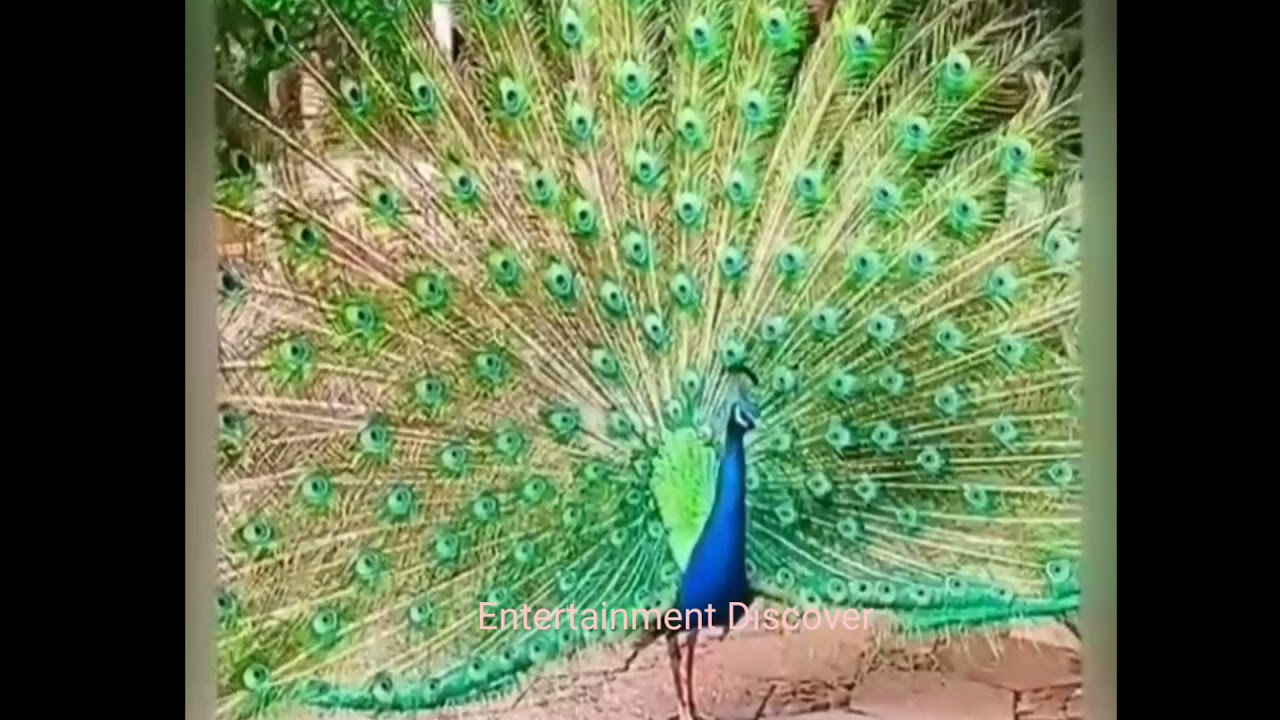 Singing Peacock 12 || Colourful Peacock || Bird Sound || Bird Voice ...