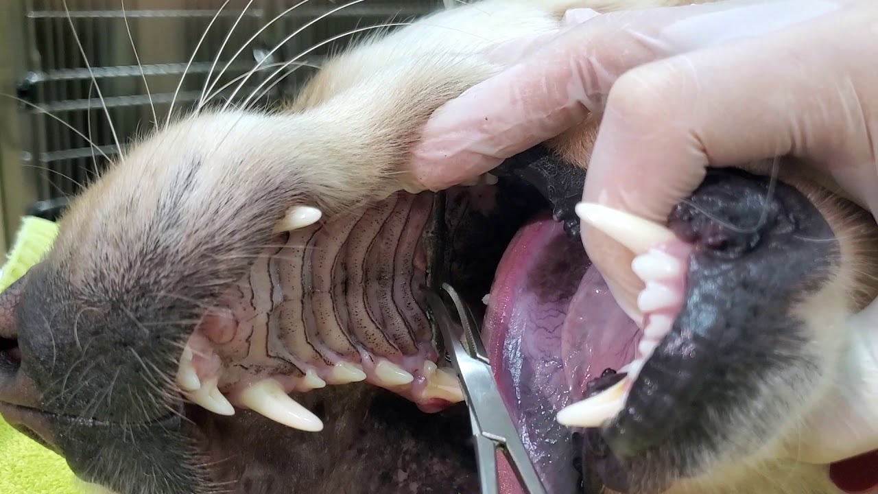 What Breed Of Dog Has Black On Roof Of Mouth what-breed-of-dog-has-black-on-roof-of-mouth