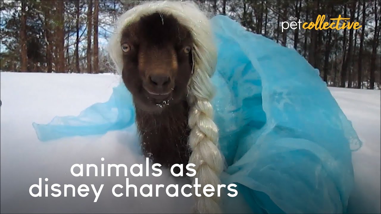 The Best Animals as Disney Characters - YouTube
