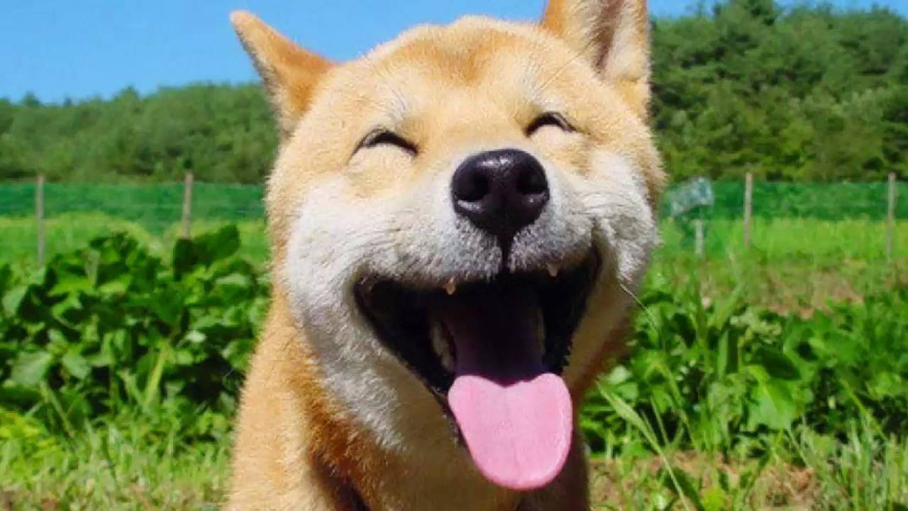 Diario de un perro (Castellano) - YouTube