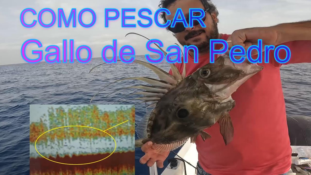 Como pescar el GALLO de SAN PEDRO - YouTube