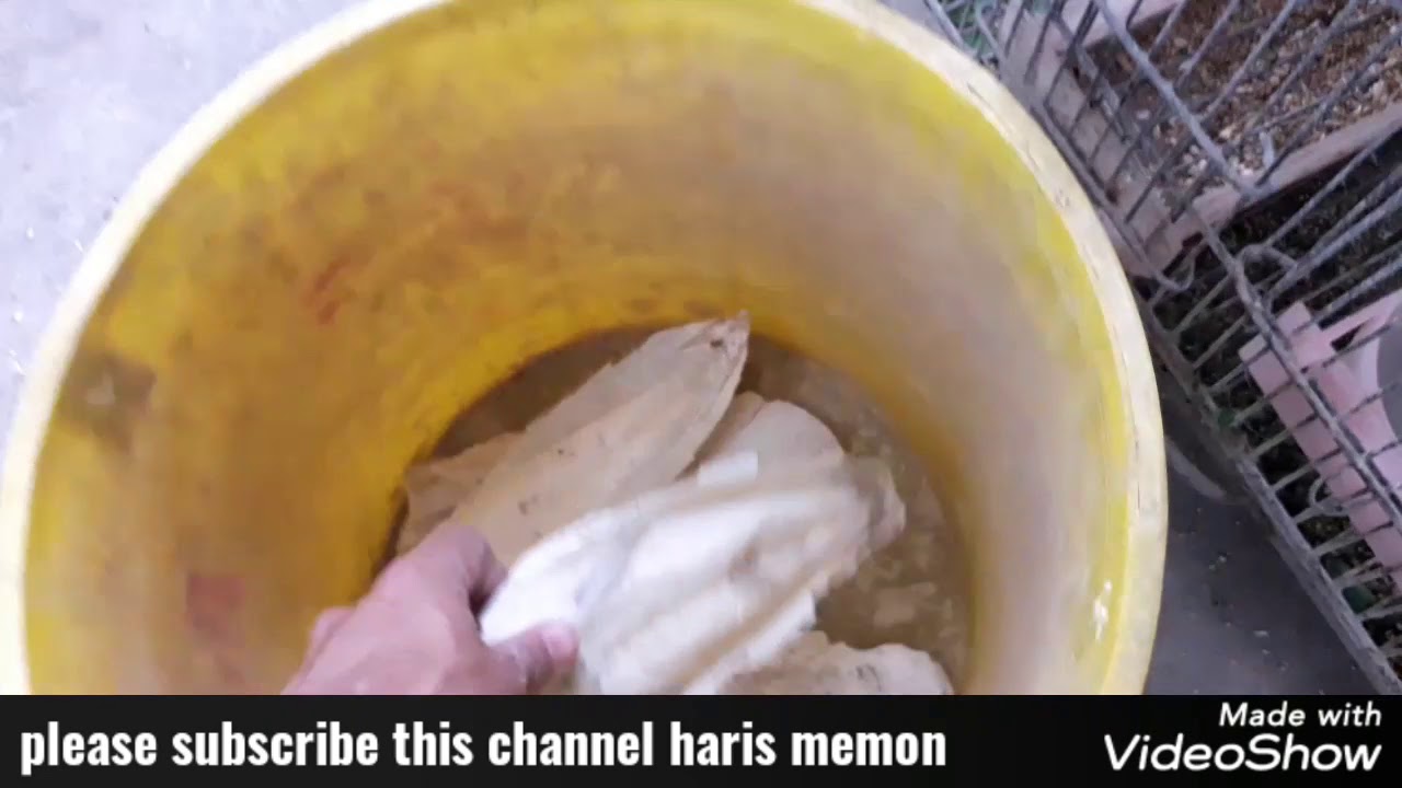 (Cuttle bone fish) & (samandari jag) - YouTube