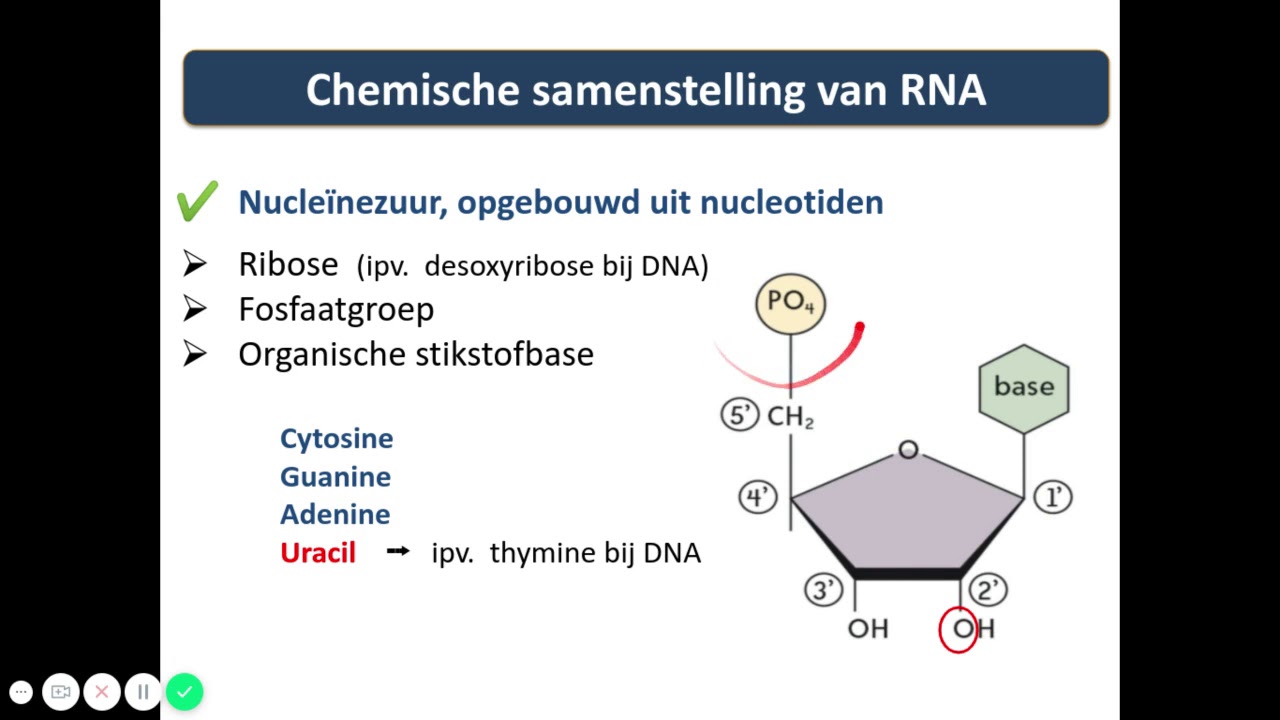 2018 2019 bio 6 2 ppt 7 Thema 2 genexpressie pptx Google Presentaties ...
