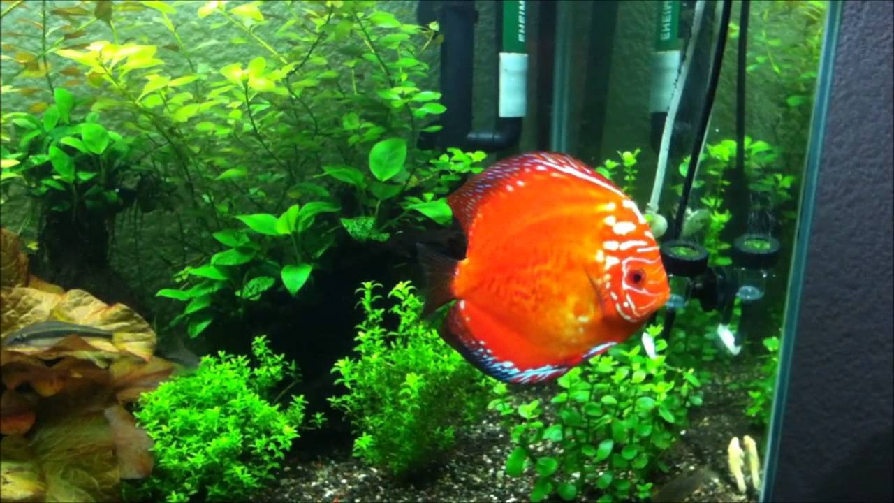 My 75G Discus Planted Aquarium - YouTube