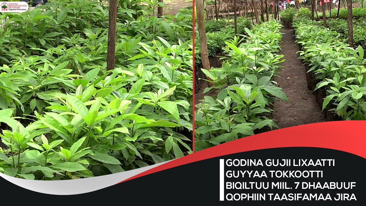 Qophii Dhaabbii Biqiltuu - YouTube