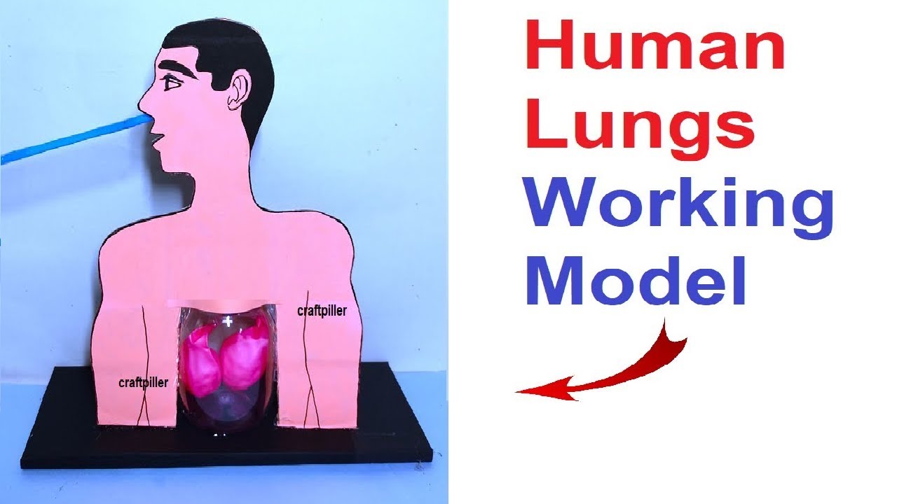 human respiratory system (lungs) working model science project - diy ...