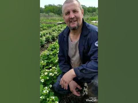 Земклуника Купчиха и Диана 05.06.2020 - YouTube