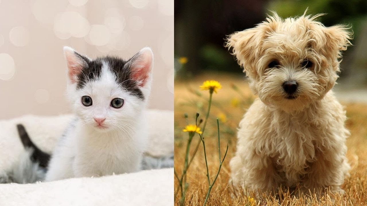 😍 Cute Funny and Smart Pets Compilation #5 - Cutepets VN - YouTube