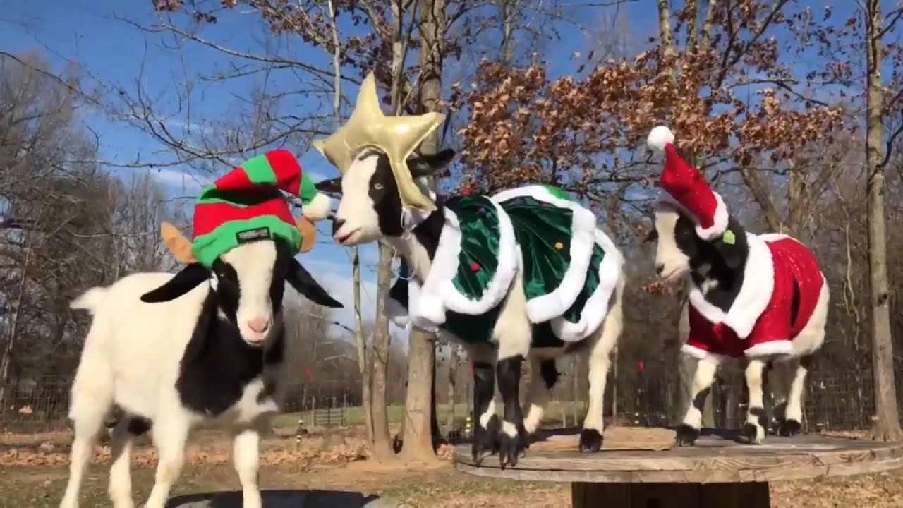 Fainting Goats Compilation Cute Funny Animals HD 🐐 - YouTube